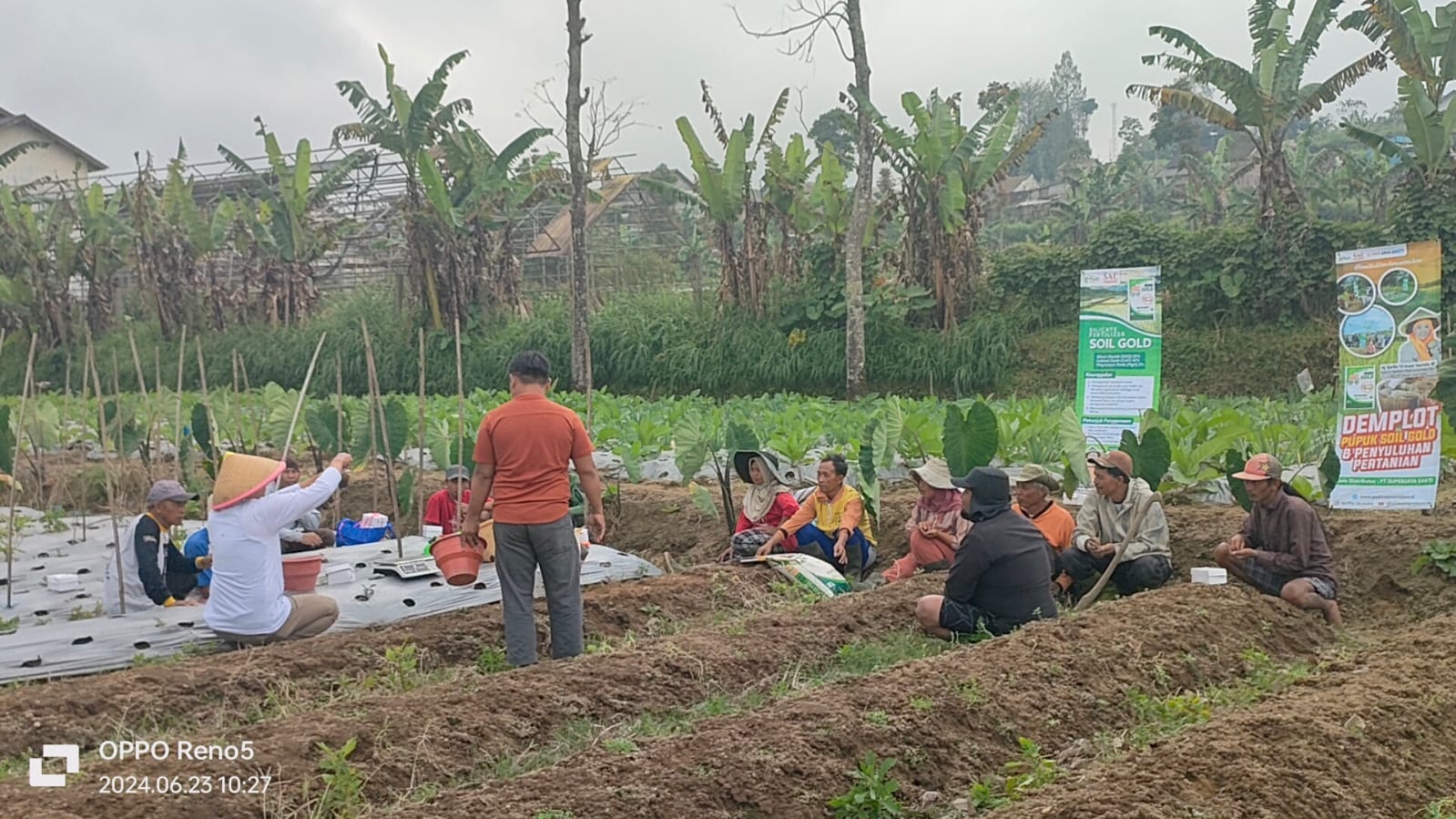 Demplot Pupuk SOIL GOLD Pada Tanaman Tomat – Magelang – Yayasan Padi ...